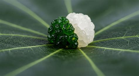 Resource Scarcity Distribution → Term