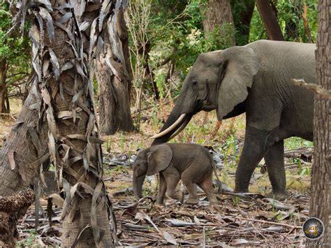 Hayvonlarning Rasmlari