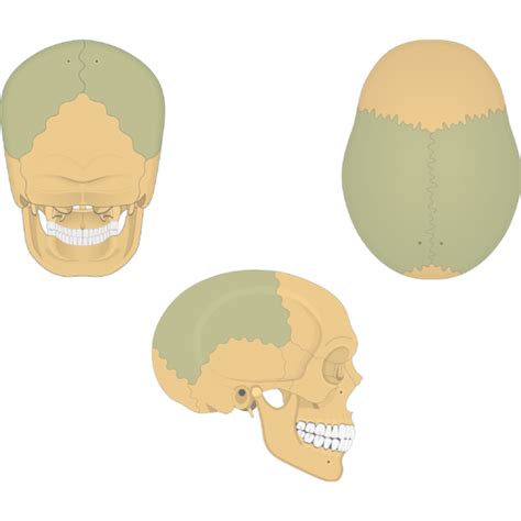 Parietal Bone Anatomy Location And Labeled Diagram Getbodysmart