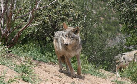 California Wolf Center