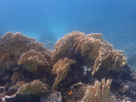 Snorkeling South Beach Reef Snorkeling Aqaba Marine Park Jordan