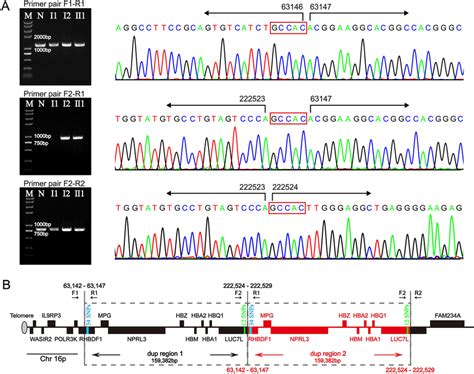 Identification Of The Structure And The Breakpoints Of The Duplication