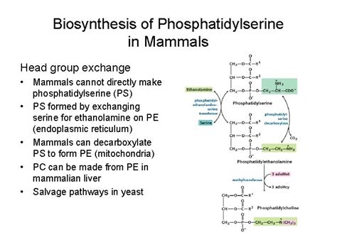 Biosynthesis Of Membrane Lipids Membrane Lipids Glycerolipids