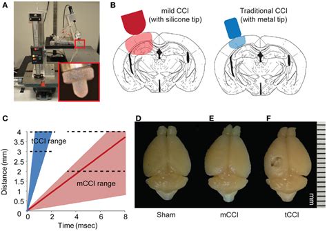 Frontiers A Modified Controlled Cortical Impact Technique To Model