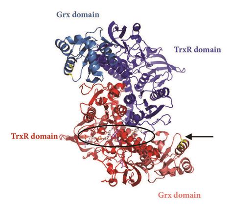 A Dimeric Structure Of S Mansoni Tgr As Derived From X Ray
