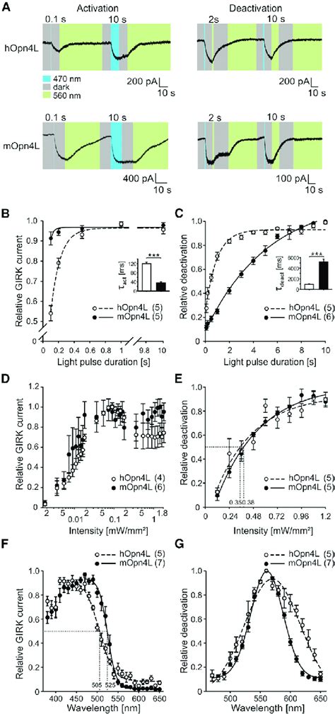 Light Pulse And Wavelength Dependence Of Girk Currents Induced By Human