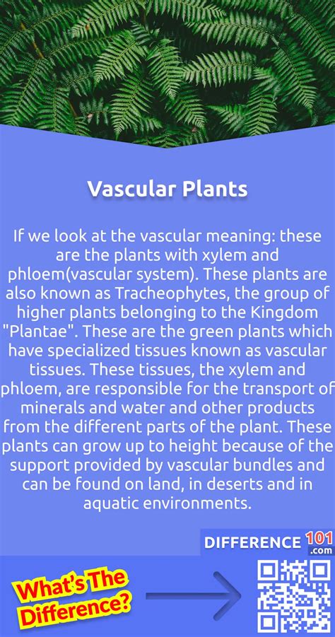 Non Vascular Plants