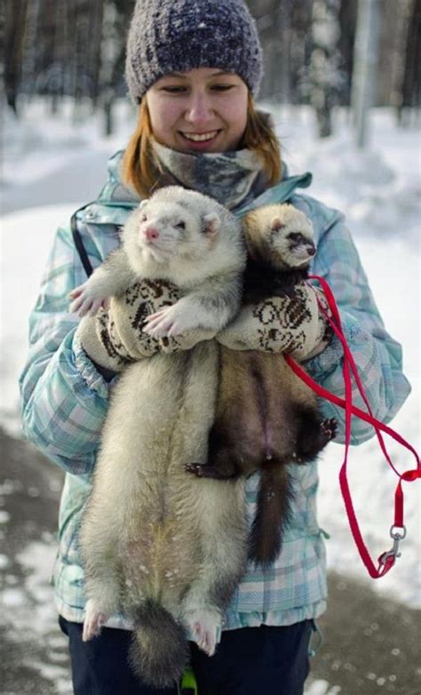115 Best Images About Ferret Madness On Pinterest Animals Chevron