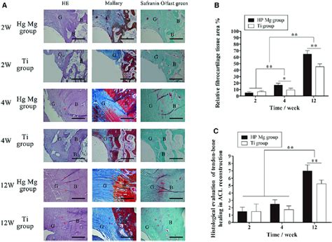 Histological Analysis Of The Tendon Bone Interface At 2 4 And 12 Weeks