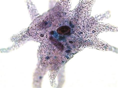 Bacteria Prepared Microscope Slides Prepared Slides