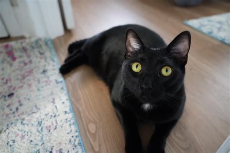 Dont Let Her Fool You She Is A Loud Jerk But I Love Her R Blackcats