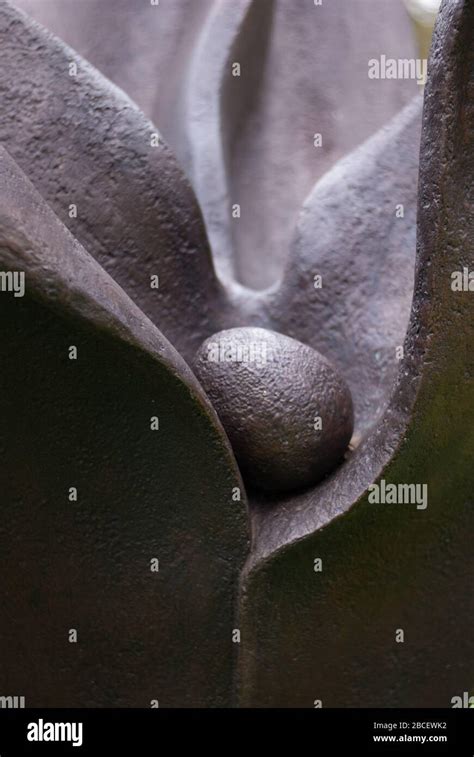 La Promesse Iris Foetida Semilla Pod Bronce Escultura Por Anne Curry