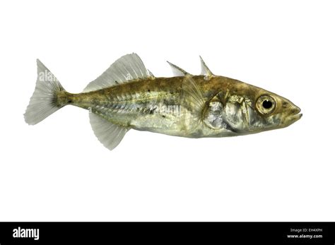Gasterosteus Aculeatus