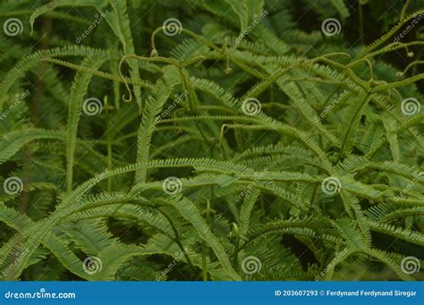 Forest Grass In Jungle Stock Image Image Of Jungle 203607293