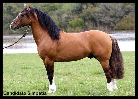 Medicina Veterinária Pelagens Do Cavalo Crioulo