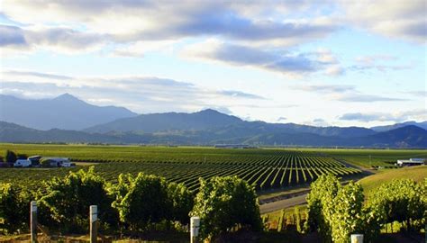 Accolade Wines To Acquire Nz Brands Mud House Waipara Hills Decanter