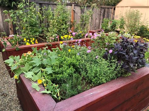Raised Bed Pollinator Garden Ideas