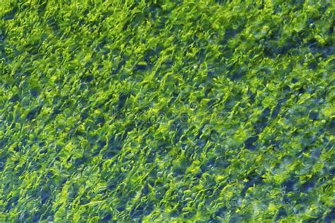 Green Algae Background Stock Image Image Of Abstract 150528407