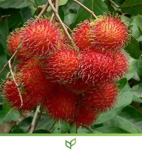 Rambutã Bhmudas