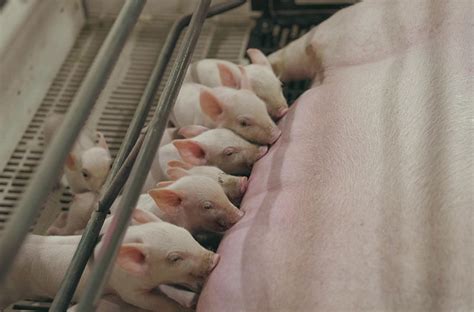 Seaboard Foods Showcases Iowa Sow Farm Operations