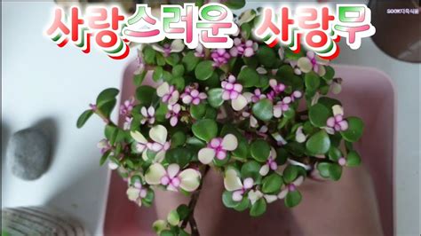 인기동영상식물이좋아요다육이키우기 숙다육티비다육이들초보다육맘다육이たにくしょくぶつsucculent多肉植物 초보