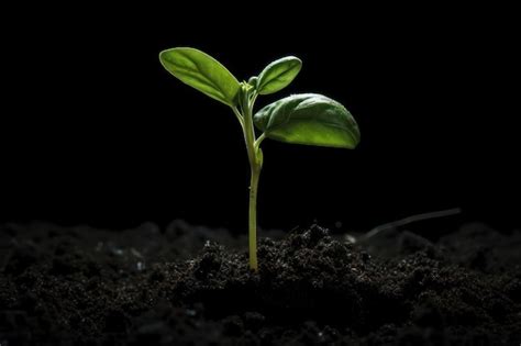 Premium Ai Image A Small Seedling Emerging From The Ground