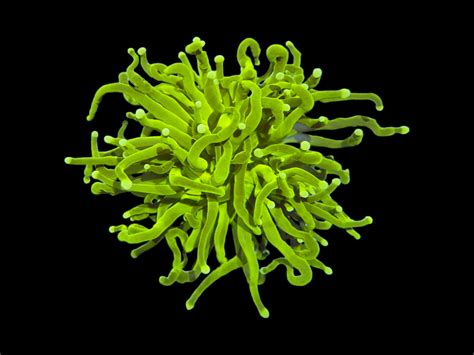 Bug Selection Of Euphyllia Reef2reef