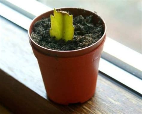 What Is Root Hormone