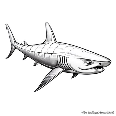 Realistic Shark Coloring Pages Free And Printable