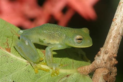 Granular Glass Frog Cochranella Granulosa