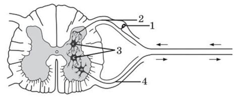 ПОЖАЛУЙСТА На рисунку зображено поперечний переріз спинного мозку Структури позначені цифрами