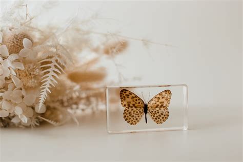 Brilliant Bug Specimen Set — Shop Sensory Play Nature Activities