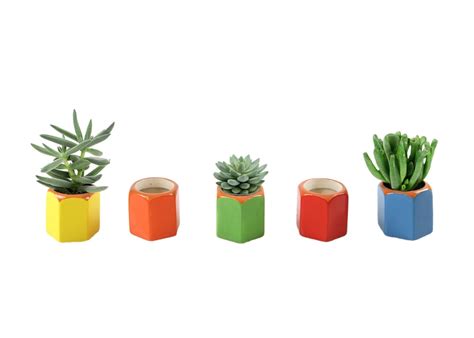 Succulent In Upgraded Ceramic Pot Assorted 25 In Kroger