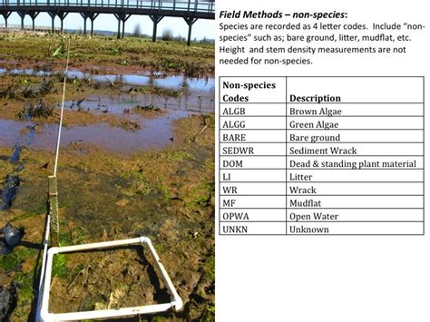 Vegetation Transect And Plots Tidal Marsh Monitoring