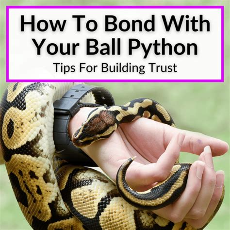 6 Ball Python Skin Problems Causes Treatment And Prevention Tips