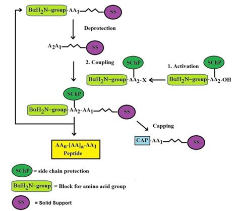 Peptide Hormone Synthesis Service Mtoz Biolabs