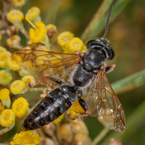 Tachytes Distinctus Tachytes Bugguide Net