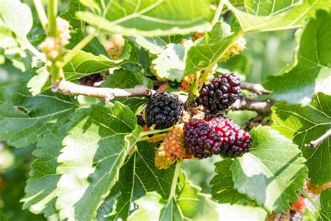 Verse Moerbeiboom Op Boom Rijp Rood Moerbeibomenfruit Op Tak En Groen Blad Op De Tuinachtergrond