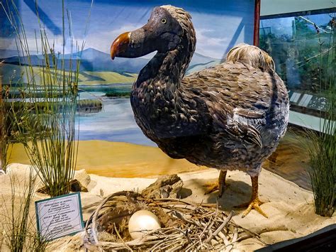 Middledrift Eastern Cape South Africa 15 Day Weather Forecast