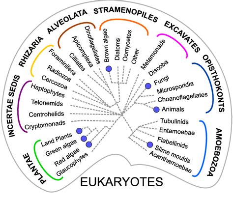 Are There Unicellular Eukaryotes At Linda Durham Blog