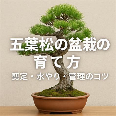 五葉松の盆栽の育て方｜剪定・水やり・管理のコツ【初心者〜中級者向け】 完全ガイド 盆栽コレクション