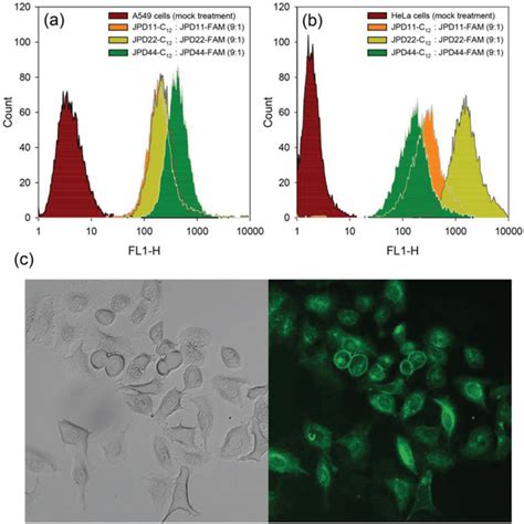 Multivalent Interactions With Cell Surface Receptors And Cell