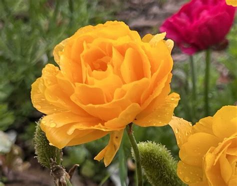 Dr Narjes Gorjizadeh On Linkedin Mentalhealth Nature Drnarjes 29 Comments