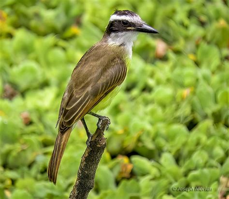 Great Kiskadee Birdforum