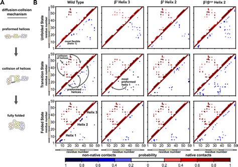 Folding Simulations Of Bdpa And All Three Variants Support A