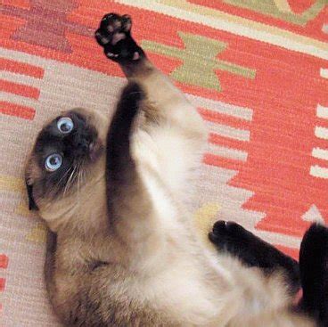 Stoned Cat