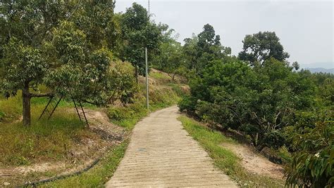 Bentong Pahang 25 Acres Freehold Durian Orchard Fronting Main Road