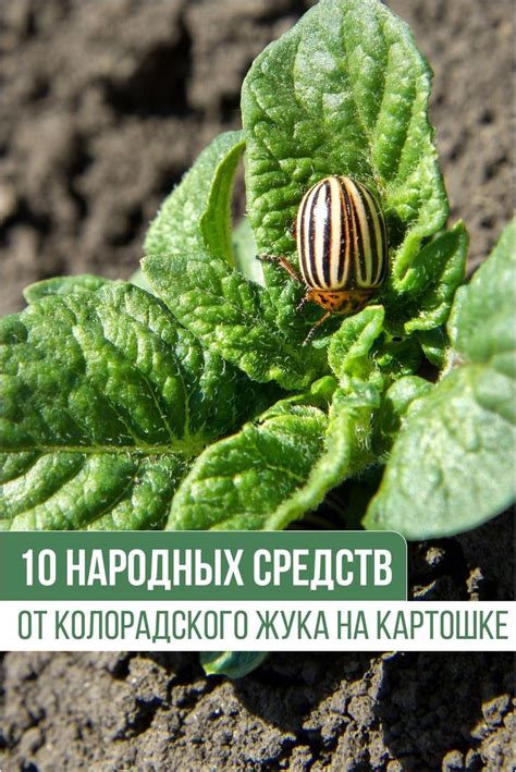 10 народных средств от колорадского жука на картошке Жуки Посадка картофеля Растения