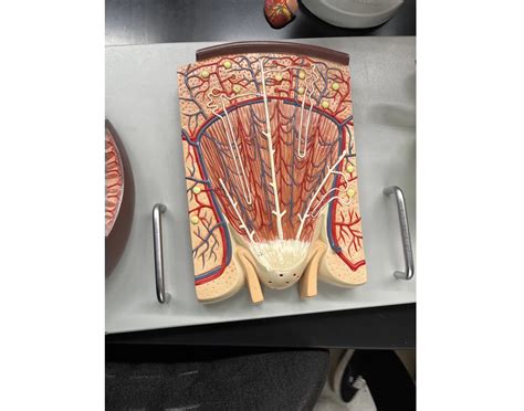 Label Renal Pyramid Quiz