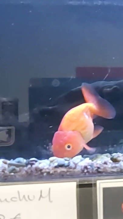 Peces Ranchus Youtube